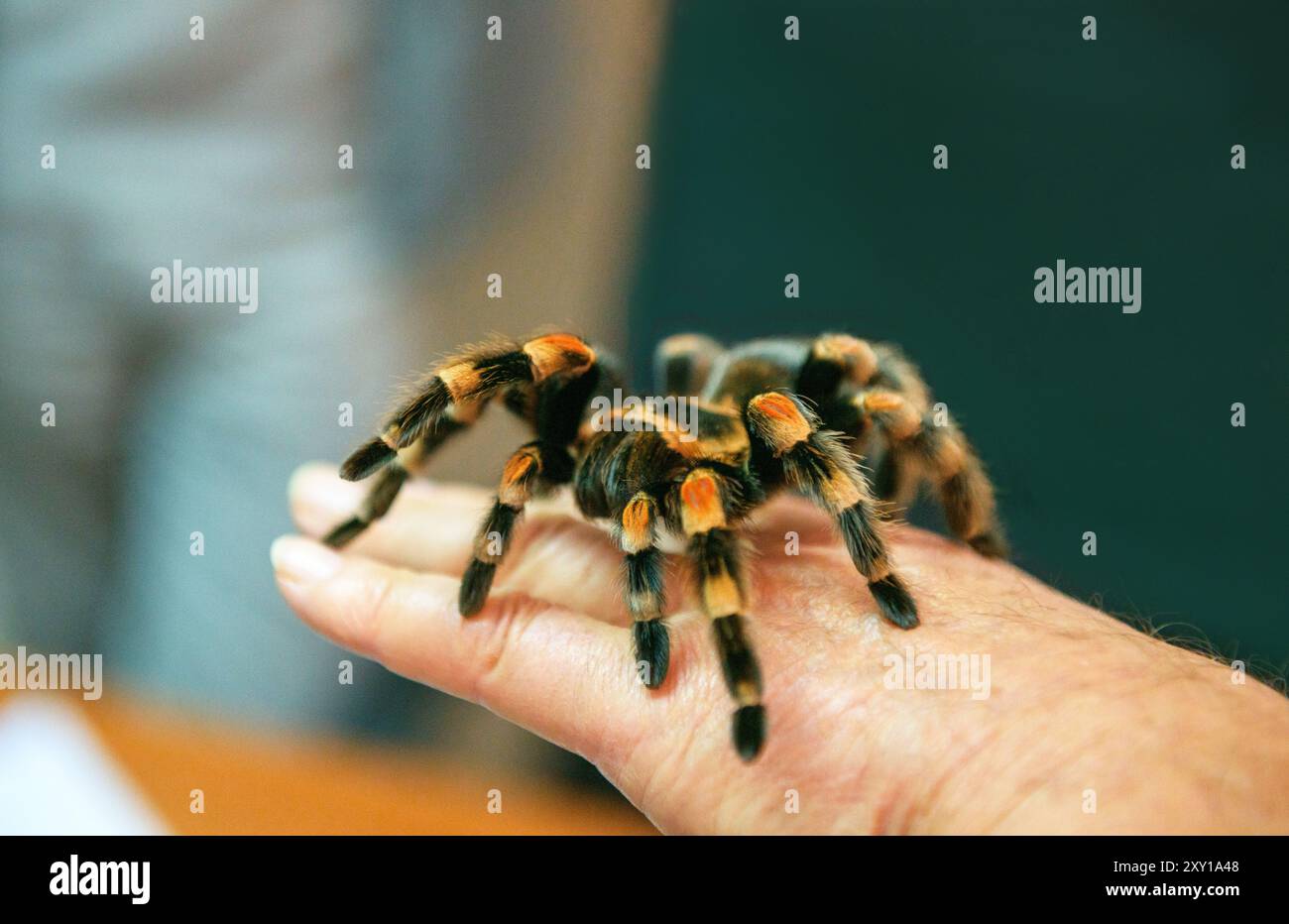 Orange Tarantula Bite