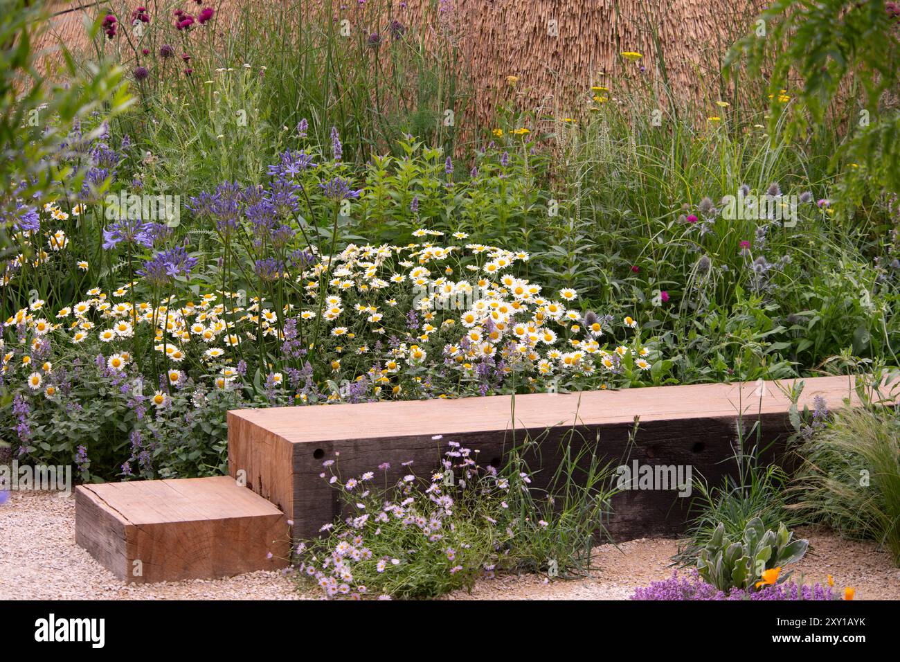 Agapanthus lapis lazuli hi-res stock photography and images - Alamy