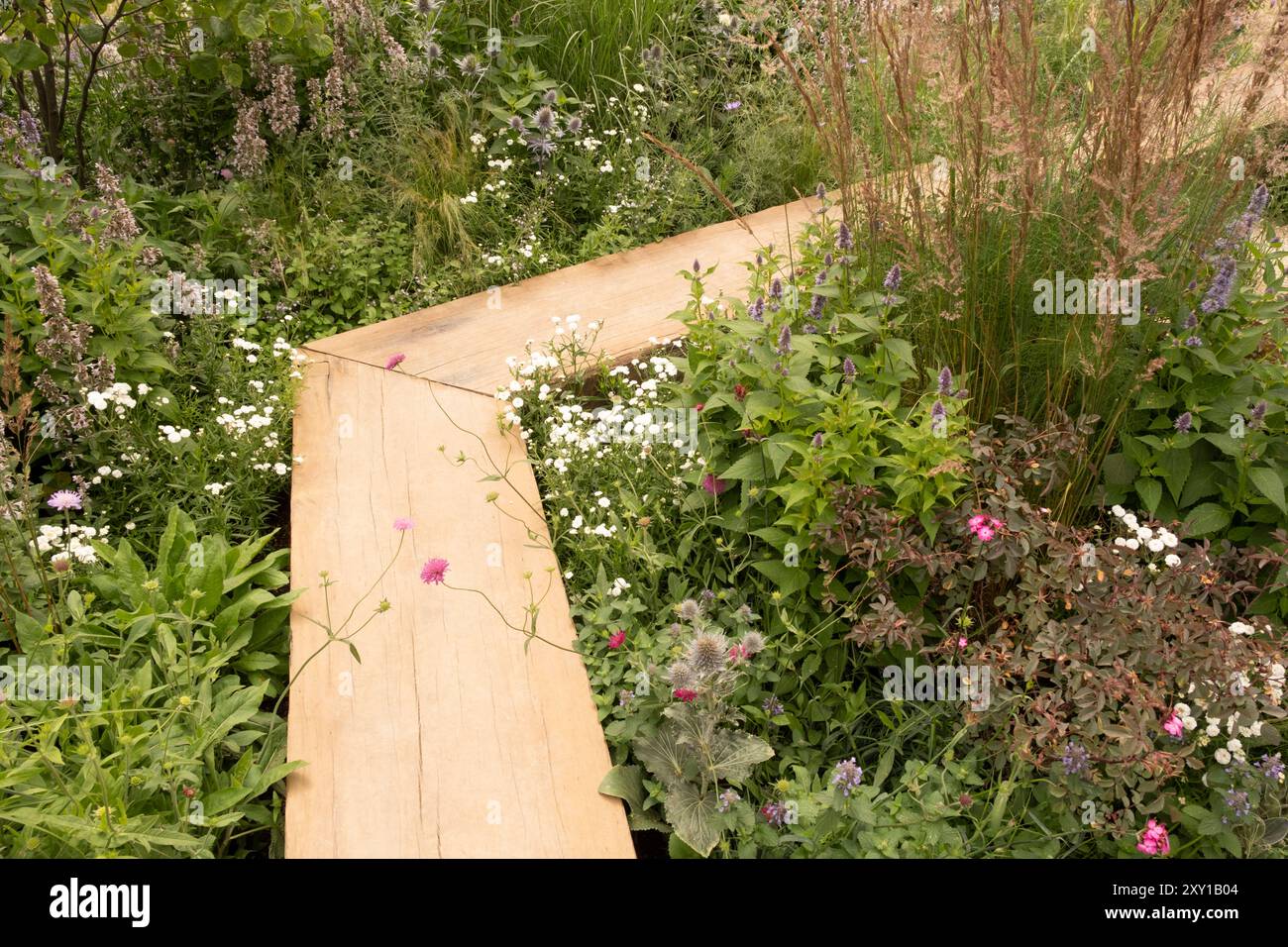 An aerial view of a timber walkway surrounded by drought tolerant ...