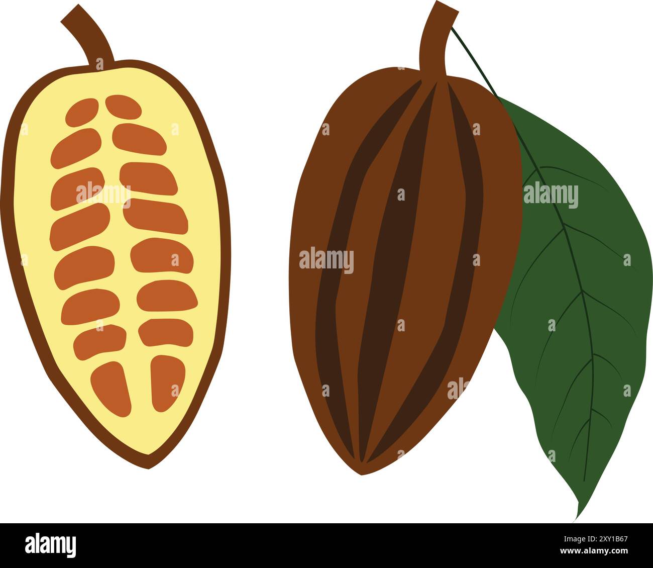 Cacao cocoa tree fruit Stock Vector Images - Alamy