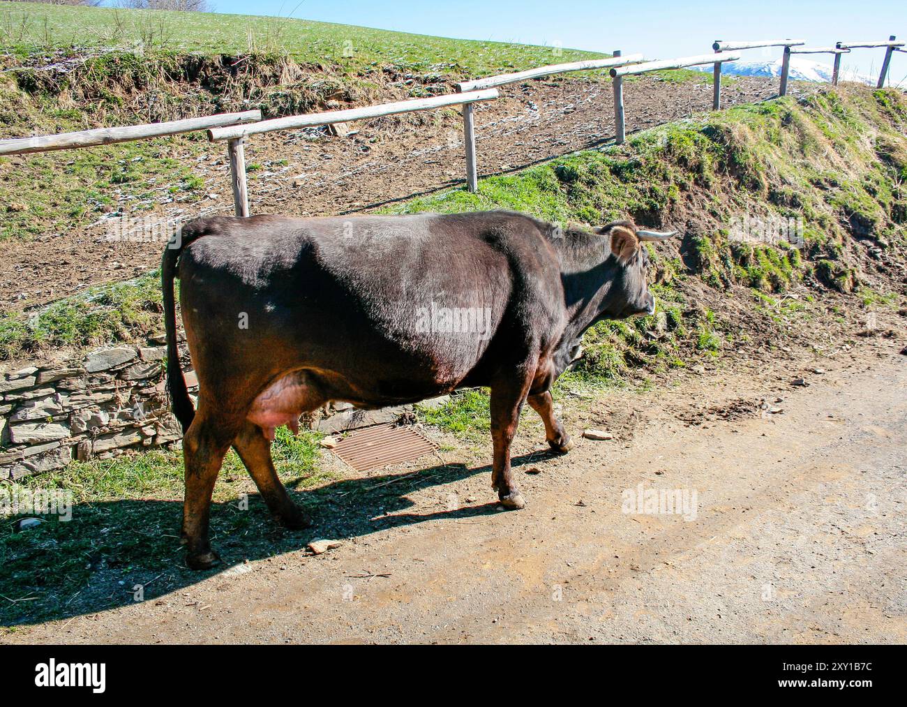 Val Veddasca, Varese, Lombardy, Italy. Breed cow Rendena, also known as ...