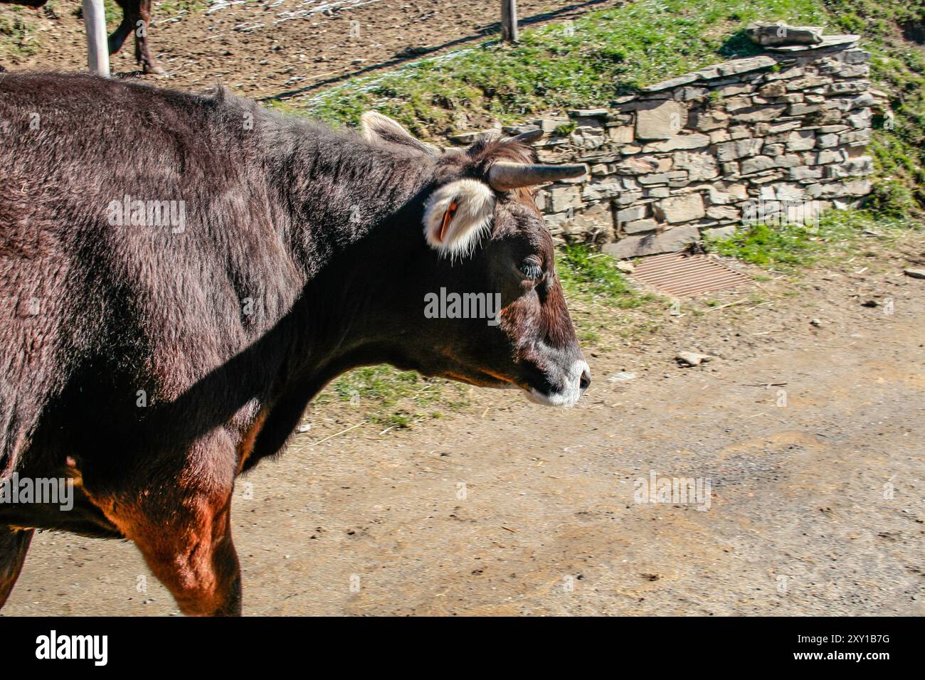 Bos linnaeus hi-res stock photography and images - Alamy