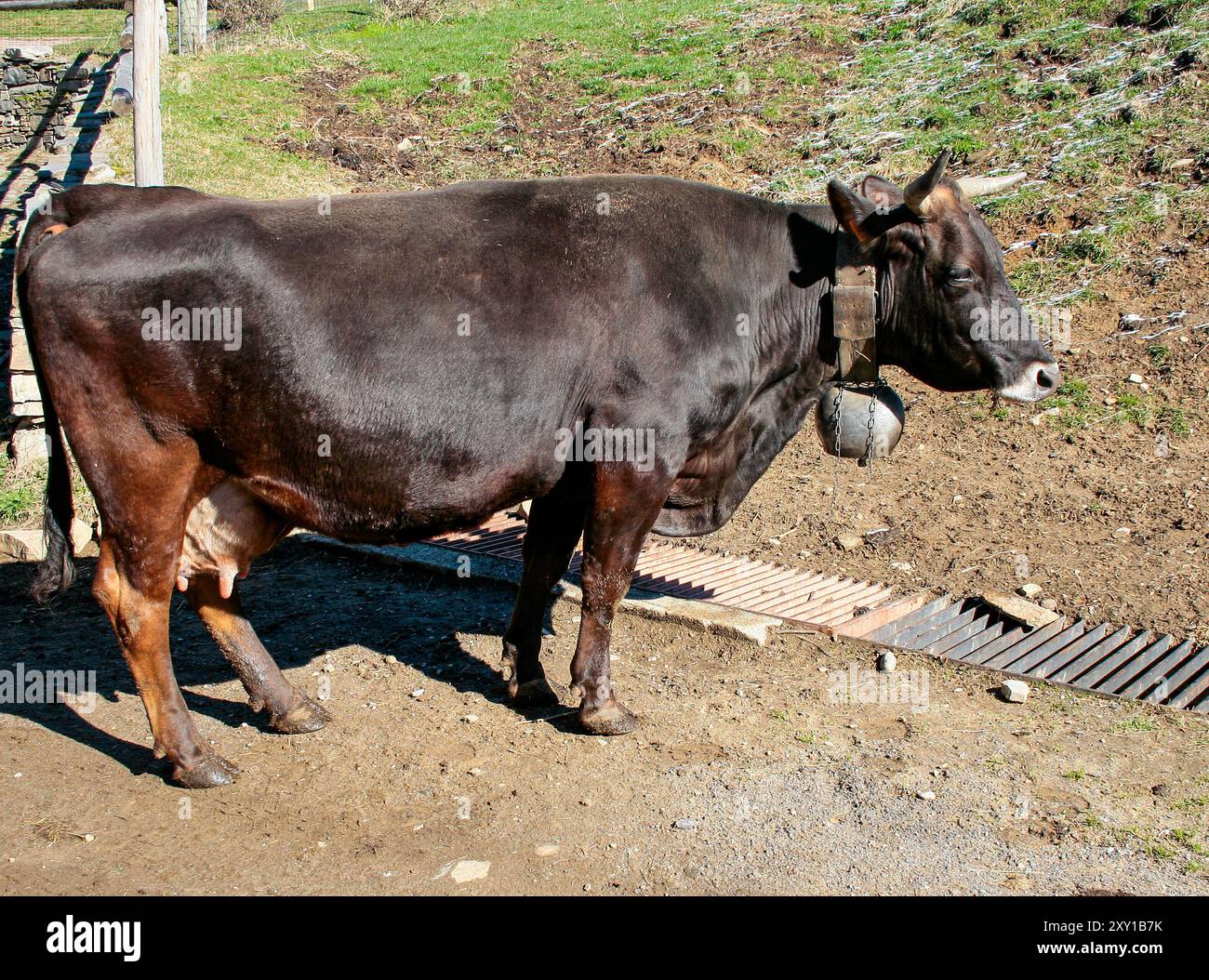 Rendena cow hi-res stock photography and images - Alamy