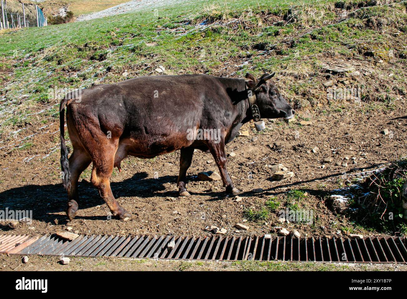 Rendena cow hi-res stock photography and images - Alamy