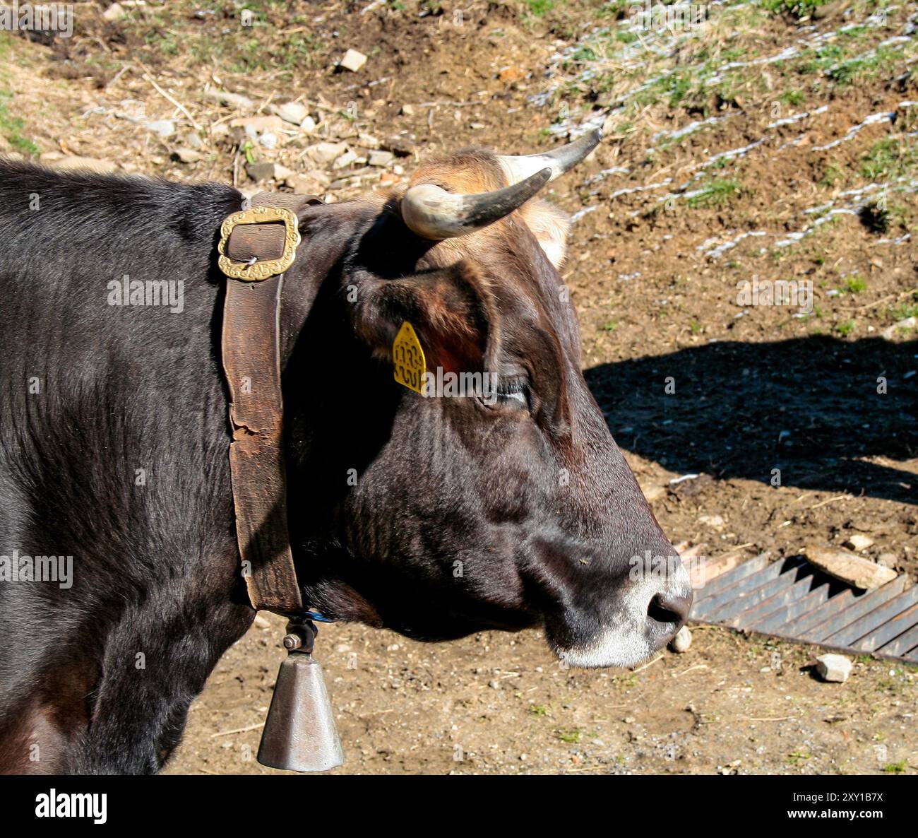 Bos linnaeus hi-res stock photography and images - Alamy