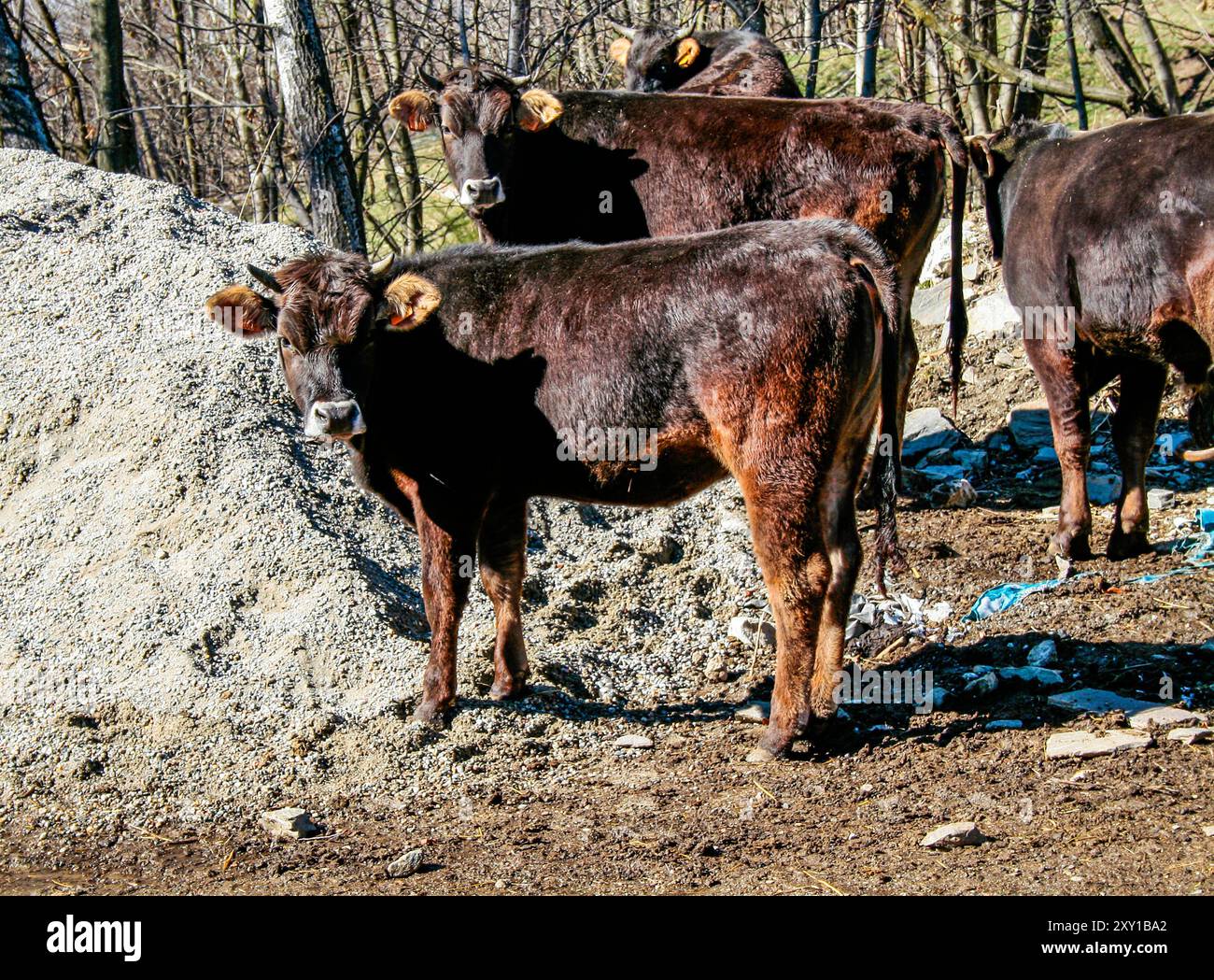 Rendena cow hi-res stock photography and images - Alamy