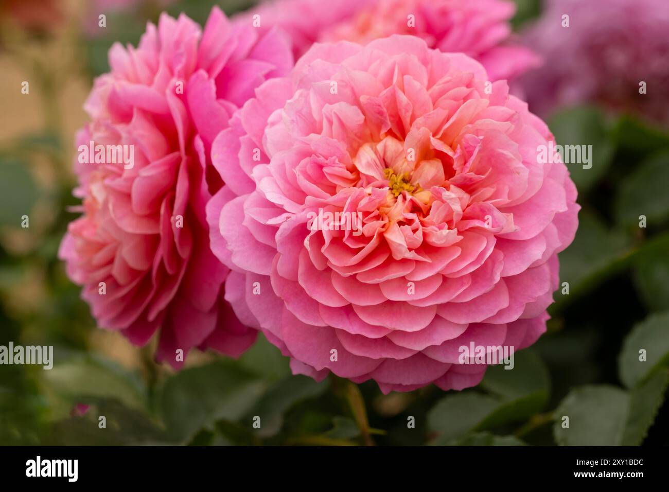 A close-up of Rosa 'Emma Bridgewater', a new rose by David Austin Roses ...