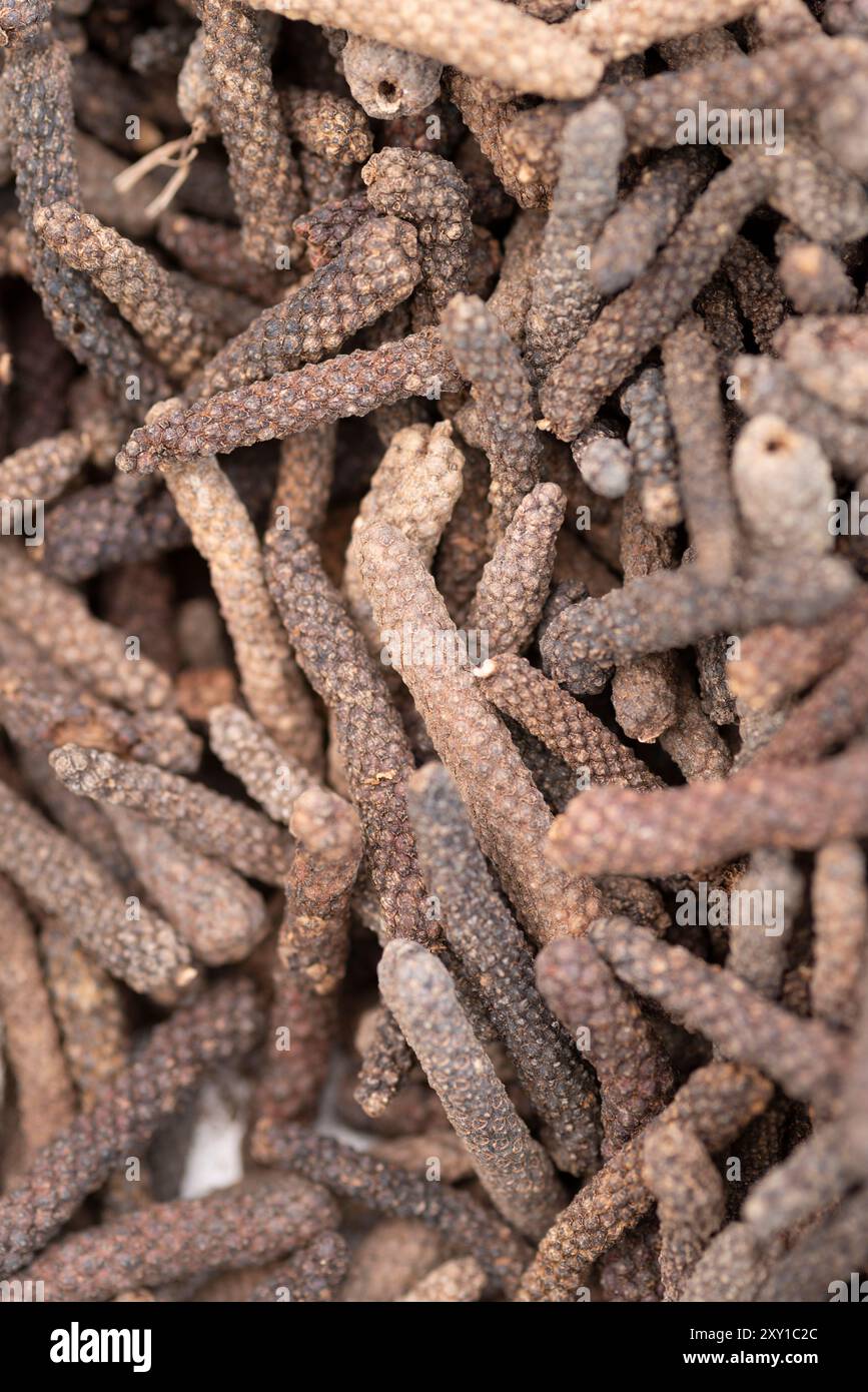 Long Pepper or Pippali Pepper, Piper Longum Stock Photo - Alamy