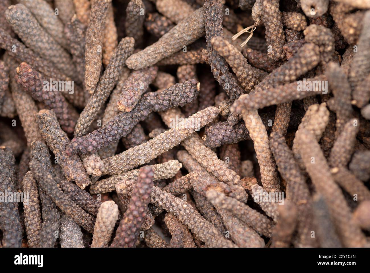 Long Pepper or Pippali Pepper, Piper Longum Stock Photo - Alamy