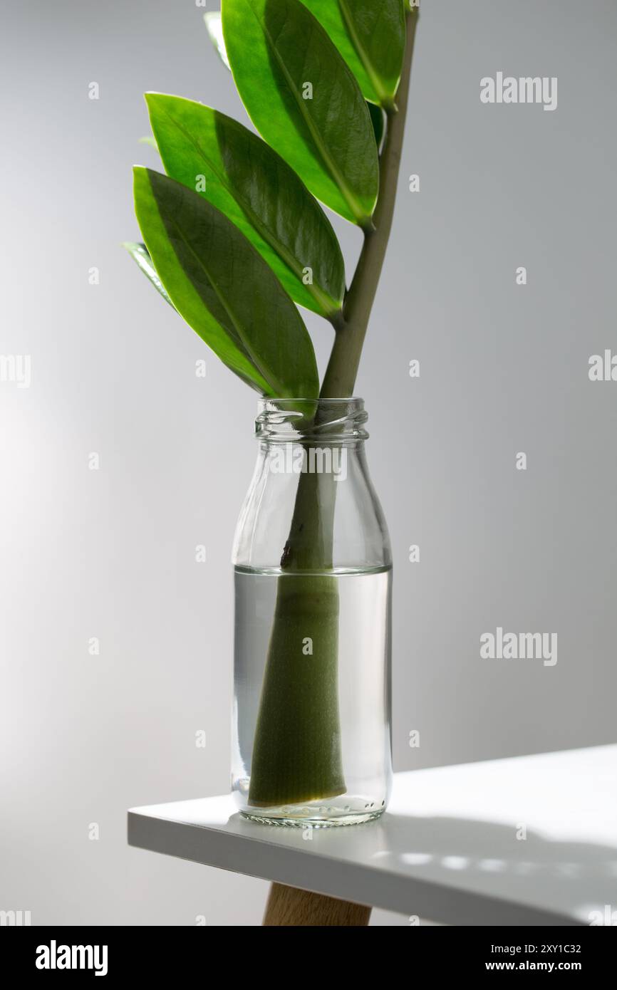 The image depicts a zamioculcas zamiifolia or zz plant with shiny, oval ...