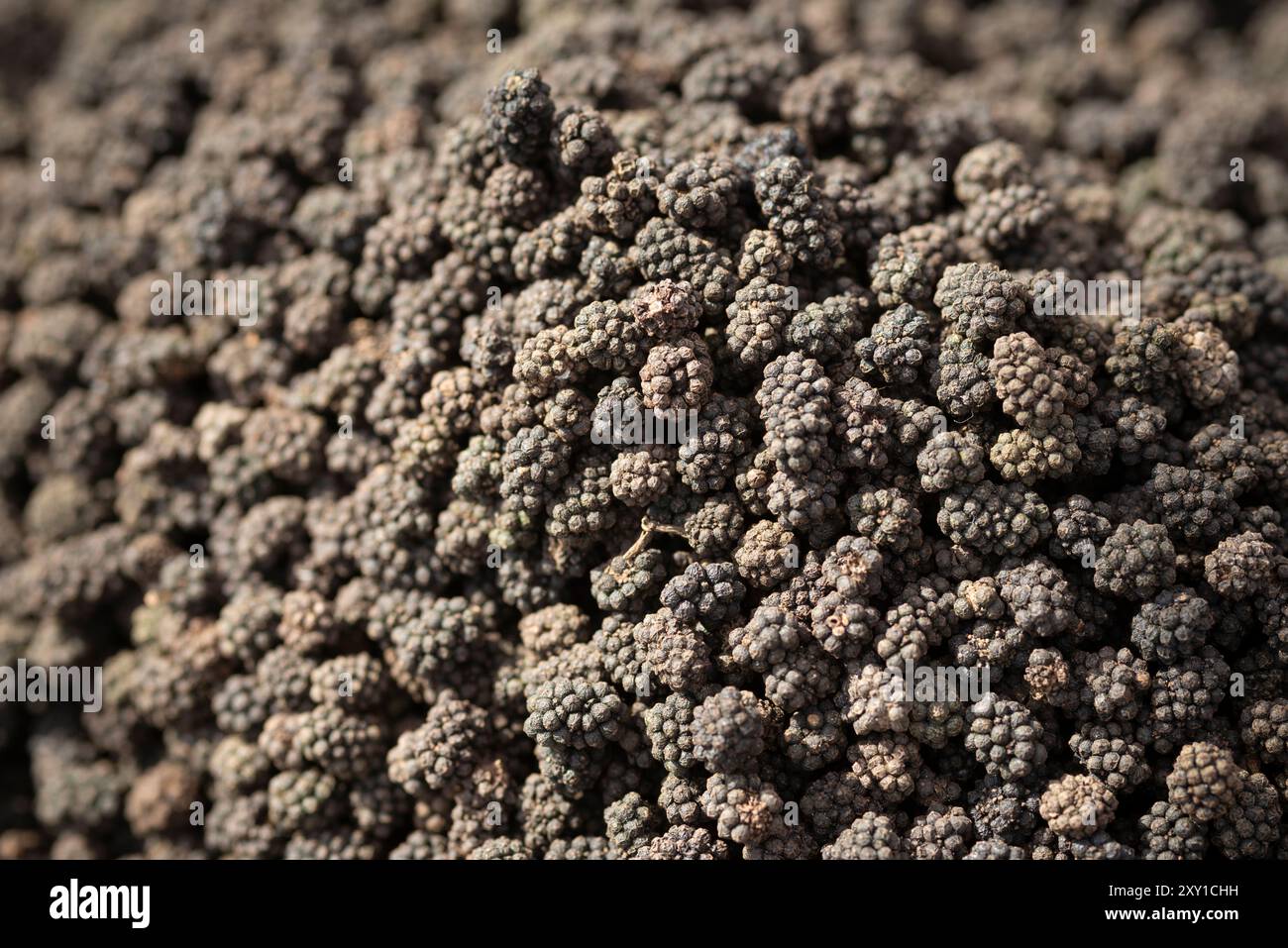 Wild Assam Pepper, Piper Mullesua Stock Photo - Alamy