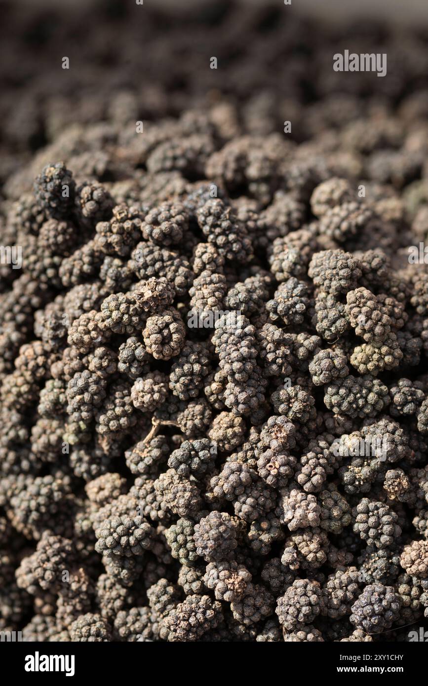 Wild Assam Pepper, Piper Mullesua Stock Photo - Alamy