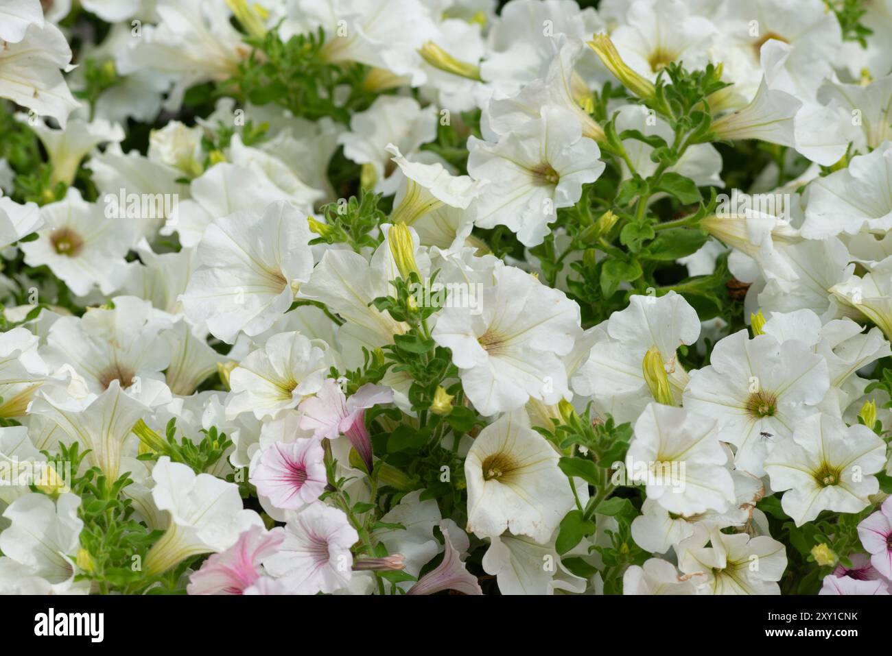 Atkinsiana surfinia hi-res stock photography and images - Alamy