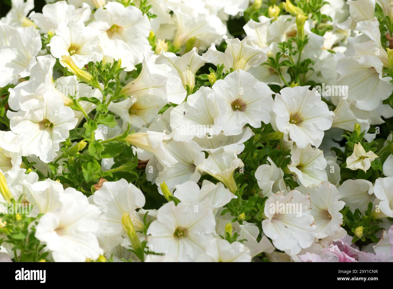 Atkinsiana surfinia hi-res stock photography and images - Alamy