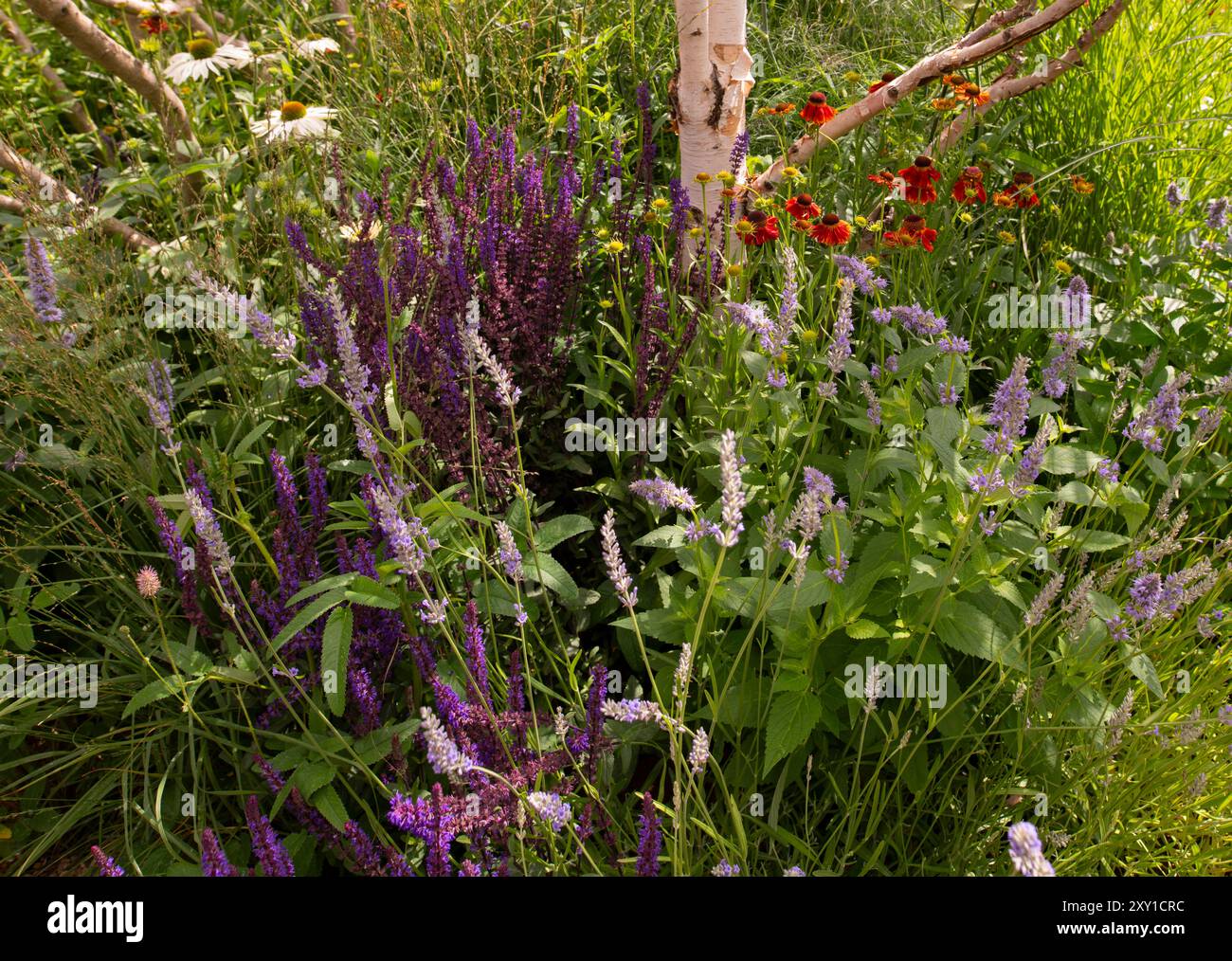 Salvia, Lavendula and Helenium around Betula - Birch tree in the Money ...