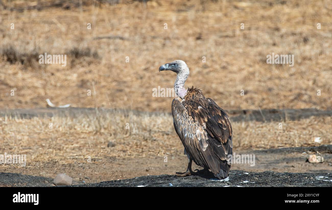 White-backed vultures are majestic birds known for their distinctive ...
