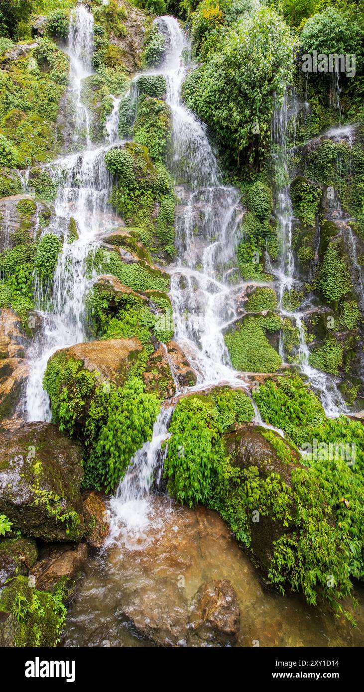 Sikkim forest hi-res stock photography and images - Alamy
