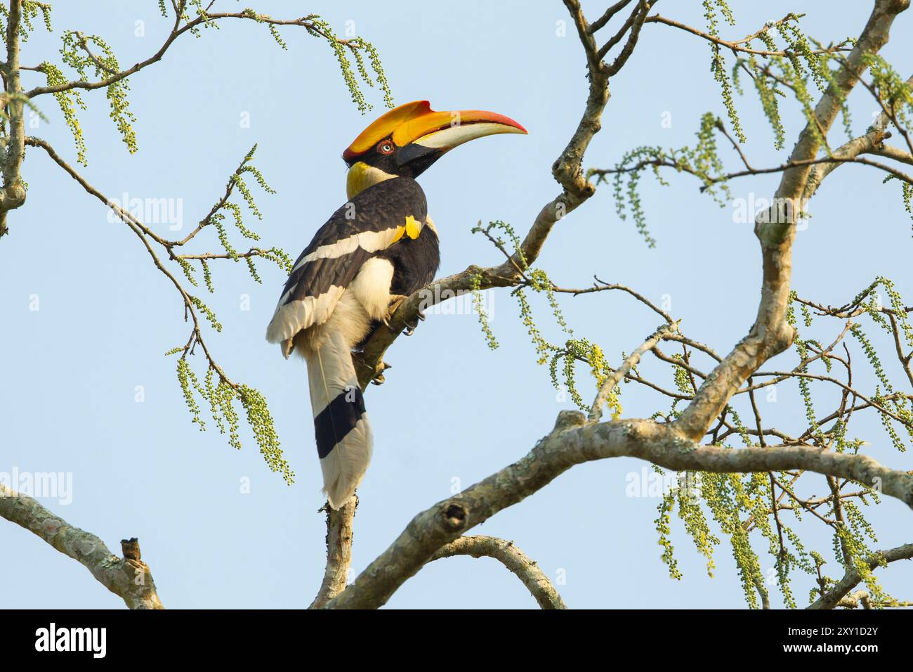 Great Hornbill (Buceros bicornis Stock Photo - Alamy