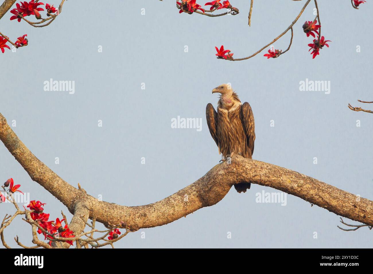 Himalayan Vulture (Gyps himalayensis Stock Photo - Alamy