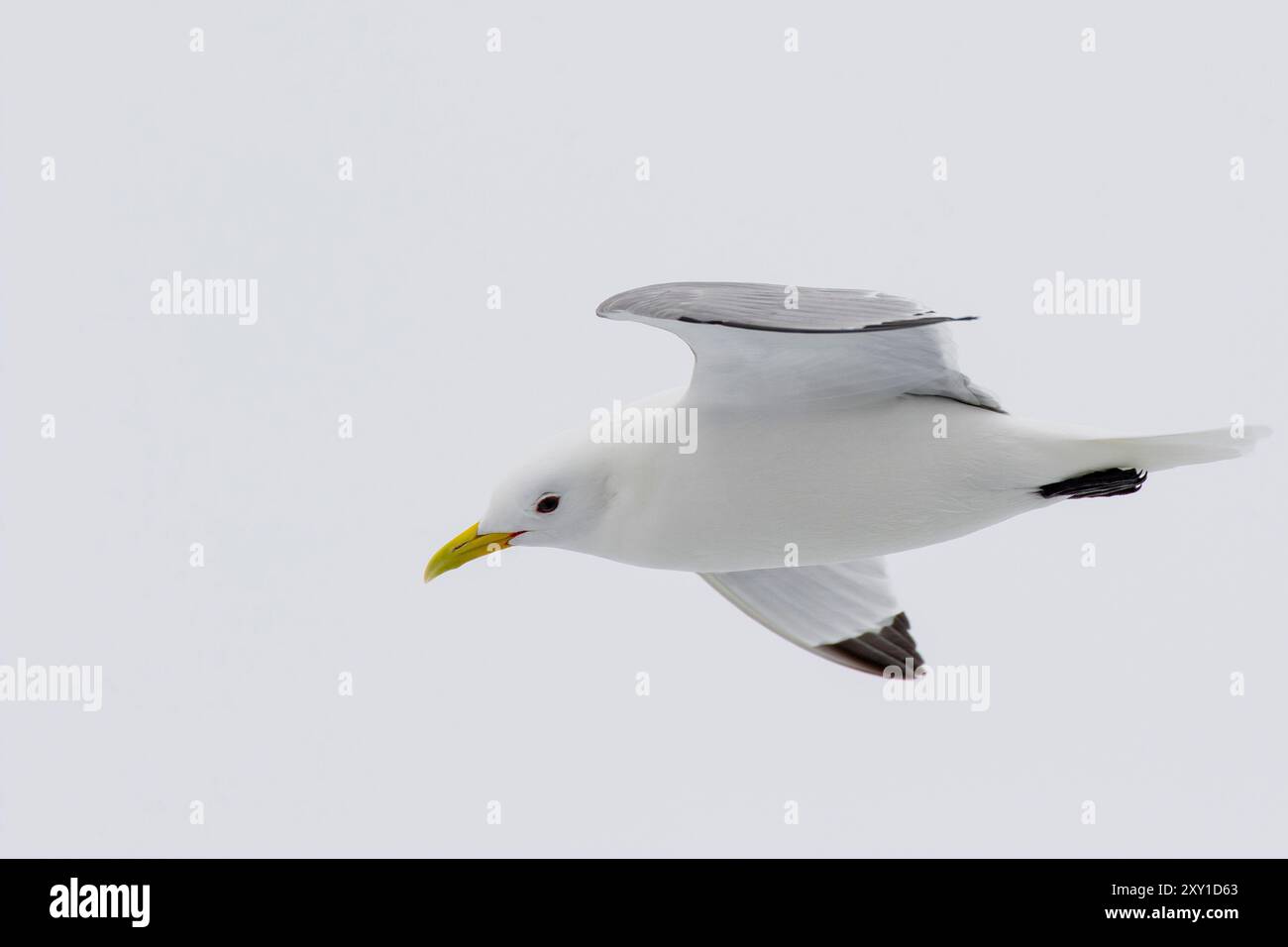 Black-Legged Kittiwake (Rissa tridactyla) in flight Stock Photo - Alamy