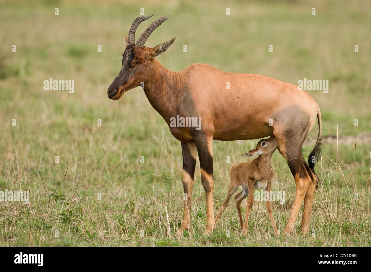 Topi (Damaliscus lunatus) mother and calf Stock Photo - Alamy