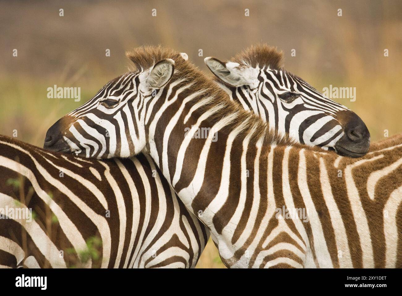 Plains Zebra (Equus quagga boehmi), pair, necks intertwined Stock Photo ...