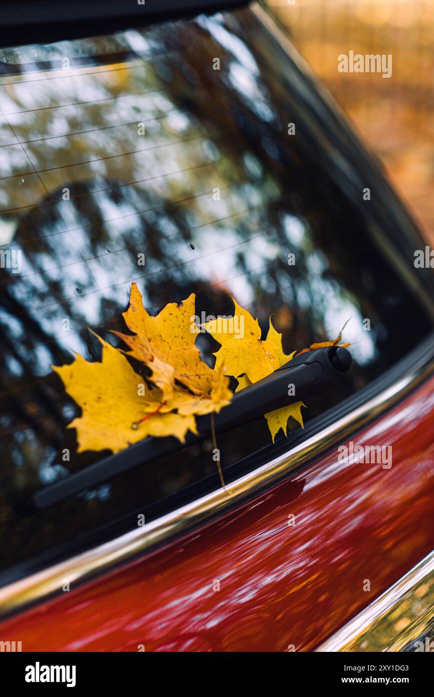 Yellow autumn leaves on red car hood and windshield. Fall season ...