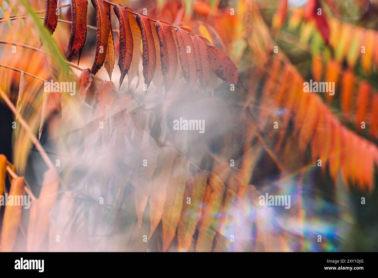 Abstract blurred autumn foliage with prismatic light refractions ...