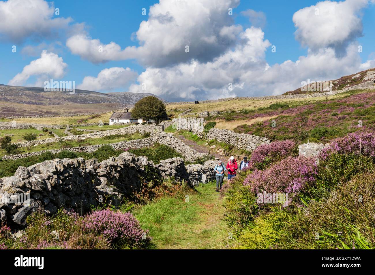 Ramblers walking along a green lane path with a white cottage in ...