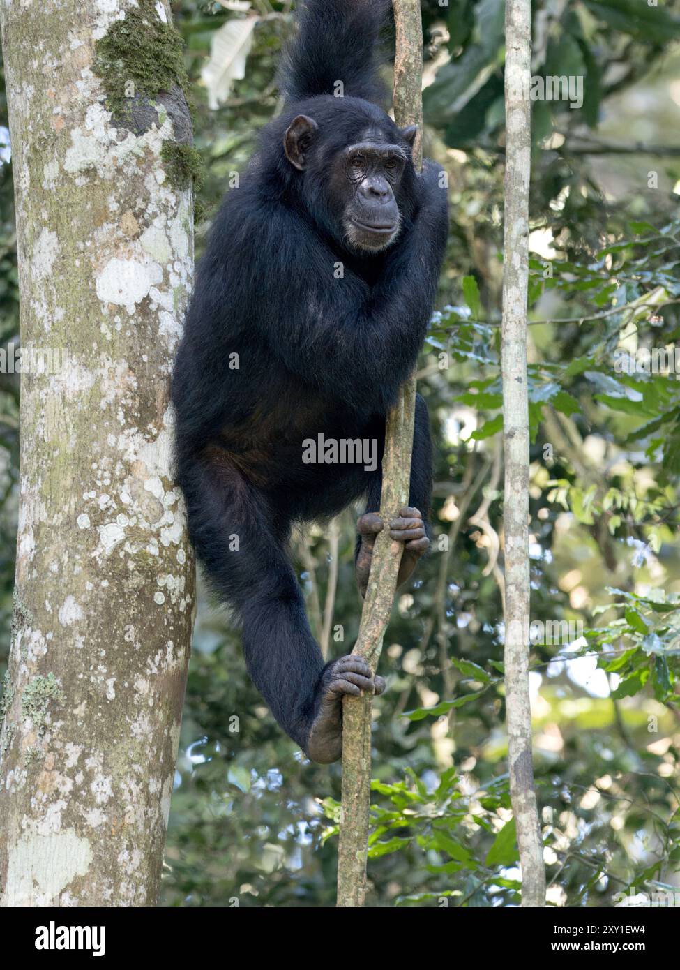 Chimpanzee (Pan troglodytes) climbing in tree, Kibale Forest National ...