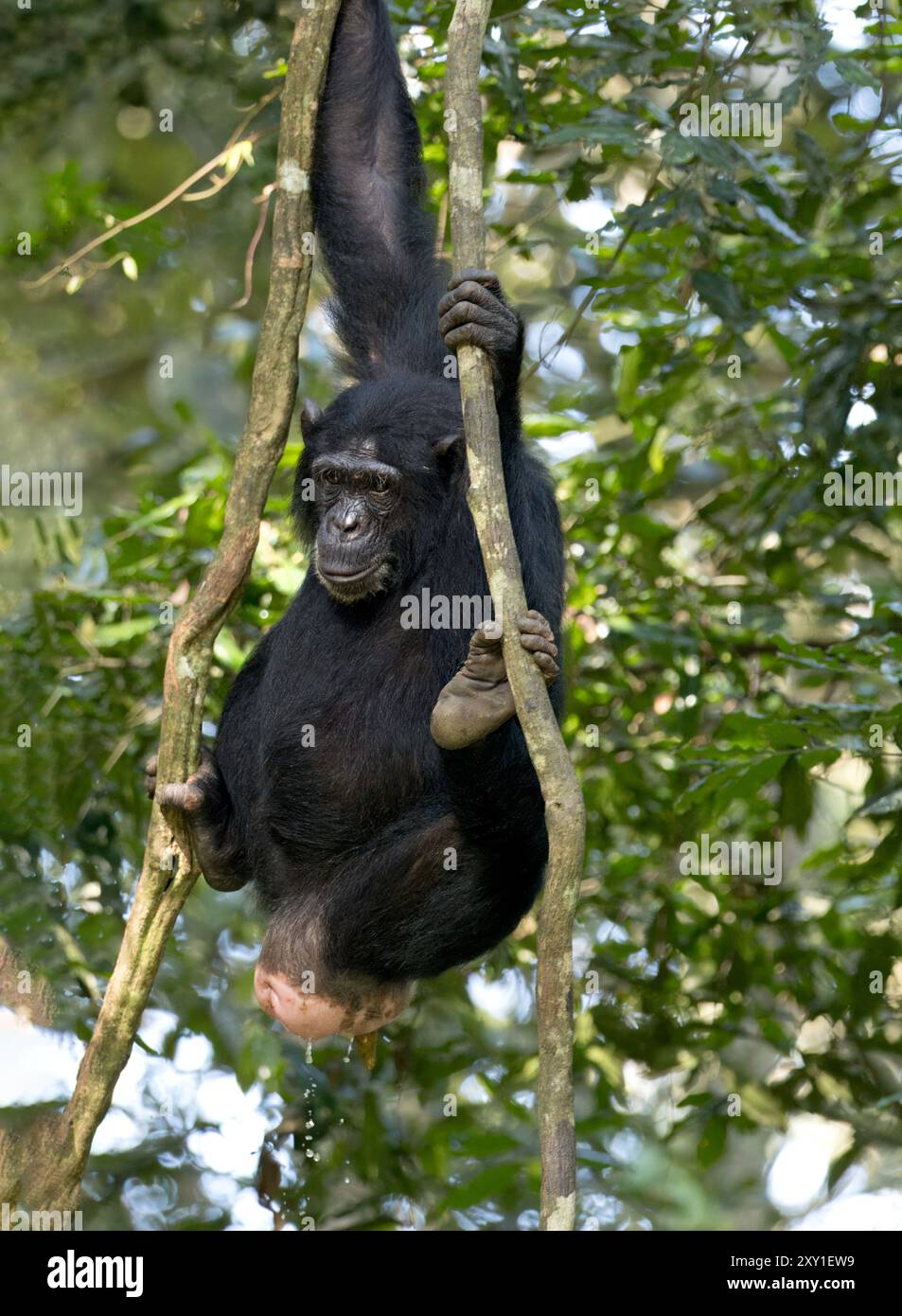 Chimpanzee (Pan troglodytes) climbing in tree, Kibale Forest National ...