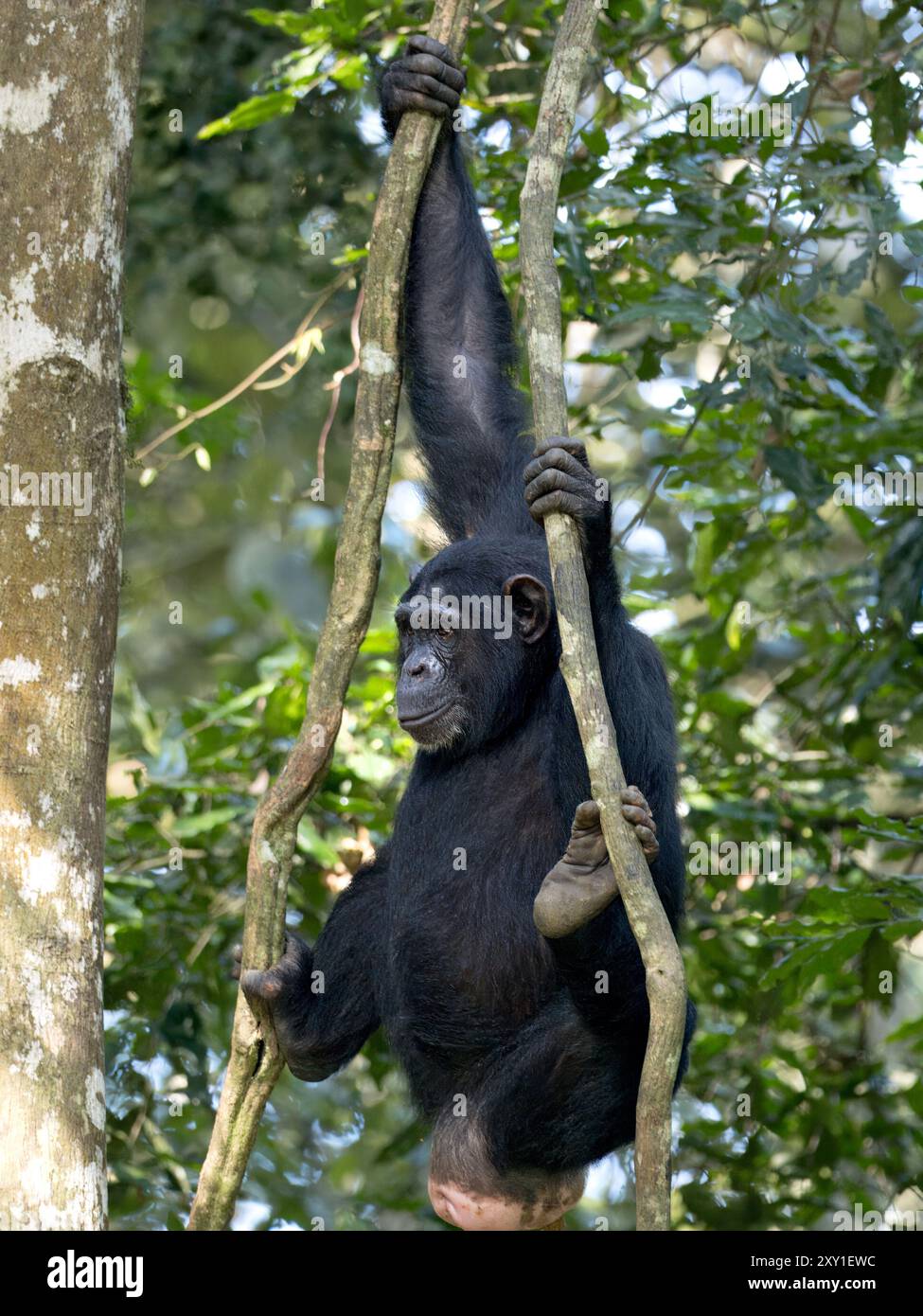 Chimpanzee (Pan troglodytes) climbing in tree, Kibale Forest National ...