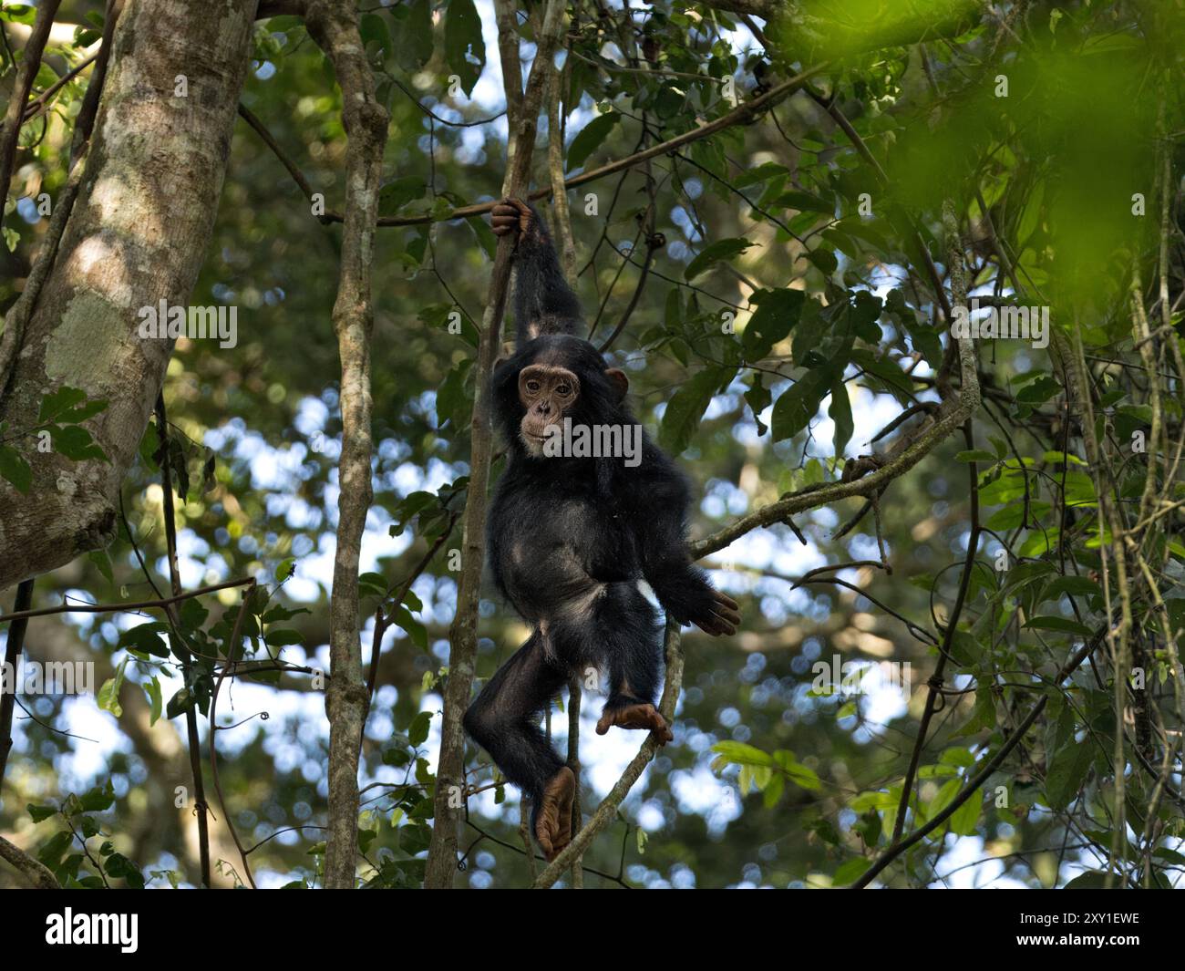 Chimpanzee (Pan troglodytes) young infant climbing in tree, Kibale ...