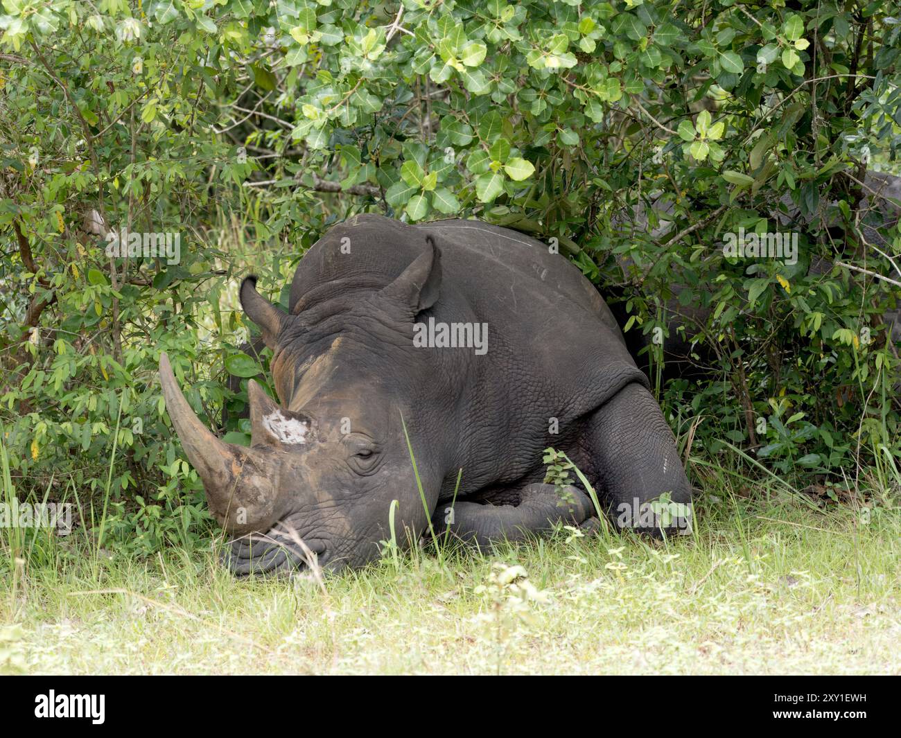 Northern White Rhino (Ceratotherium simum cottoni) laying on ground ...