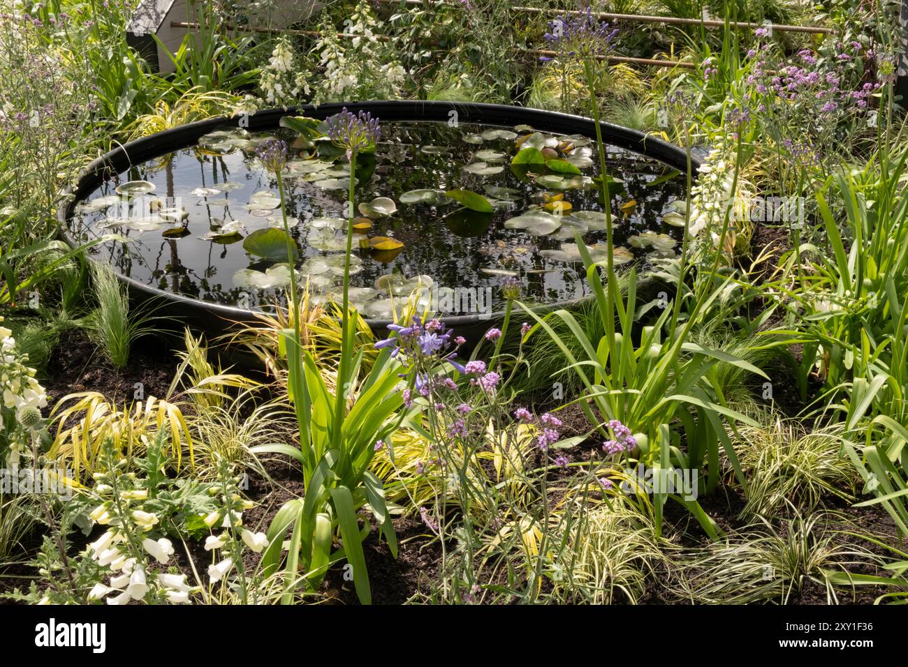 A small circular pond filled with Nymphaea 'Gonnere' and surrounded by ...