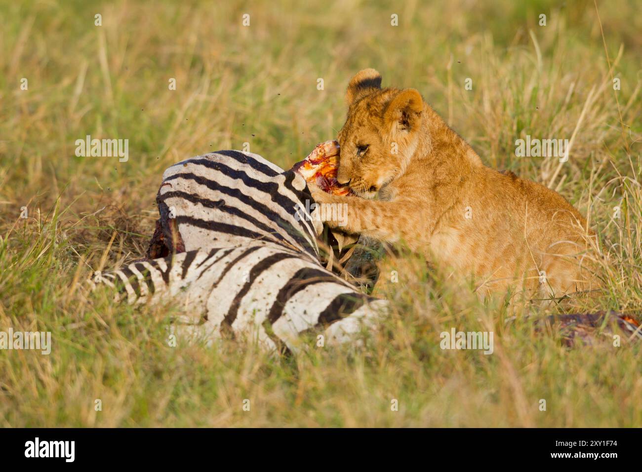 Lion (Panthera leo). Lion cubs on a zebra kill Stock Photo - Alamy