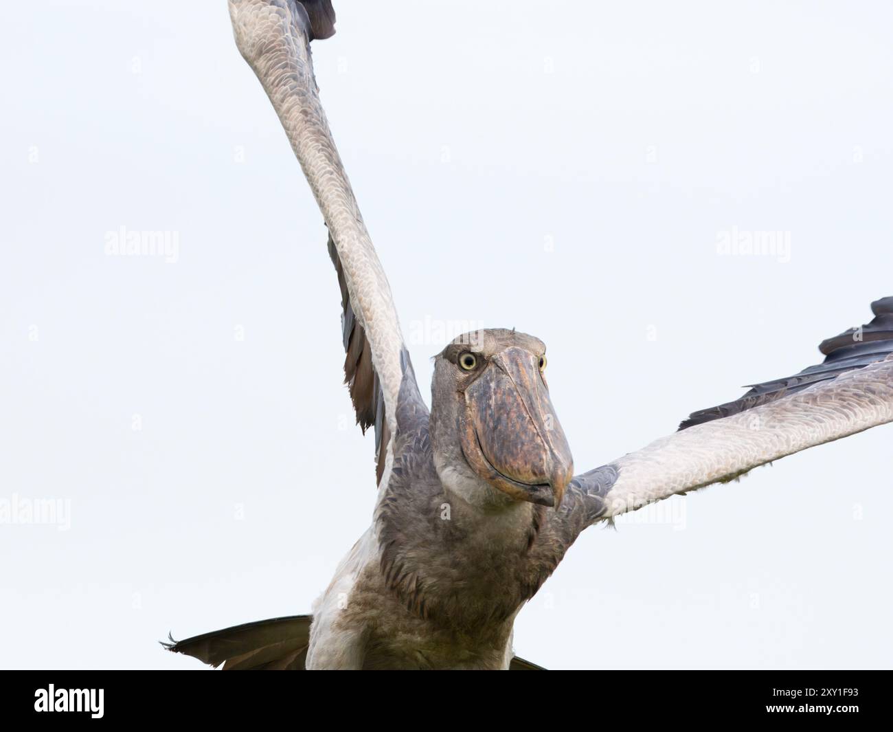 Shoebill stork (Balaeniceps rex) in flight, Mabamba Swamp, Lake ...