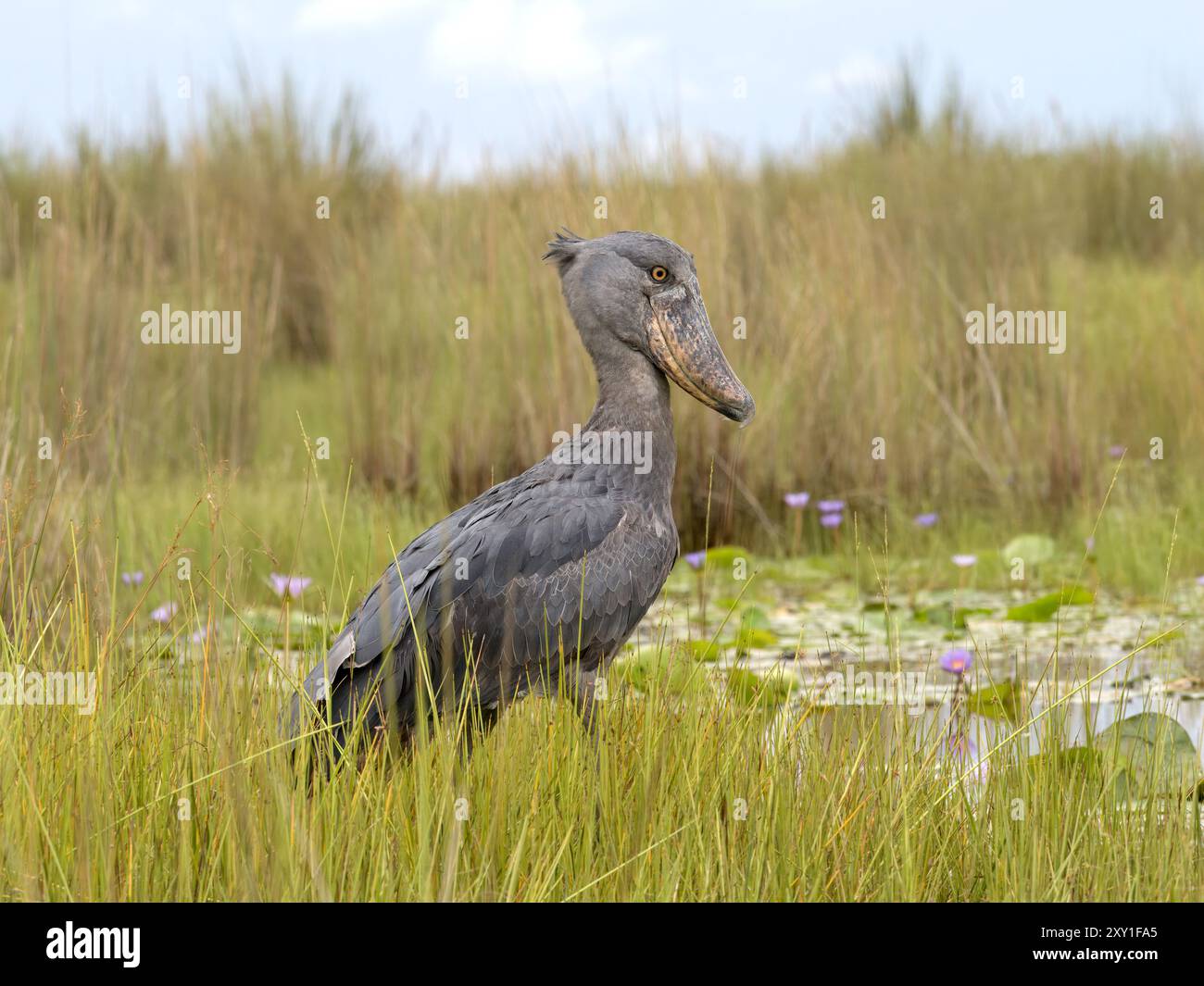 Shoebill stork (Balaeniceps rex) standing in long grass reeds, Mabamba ...