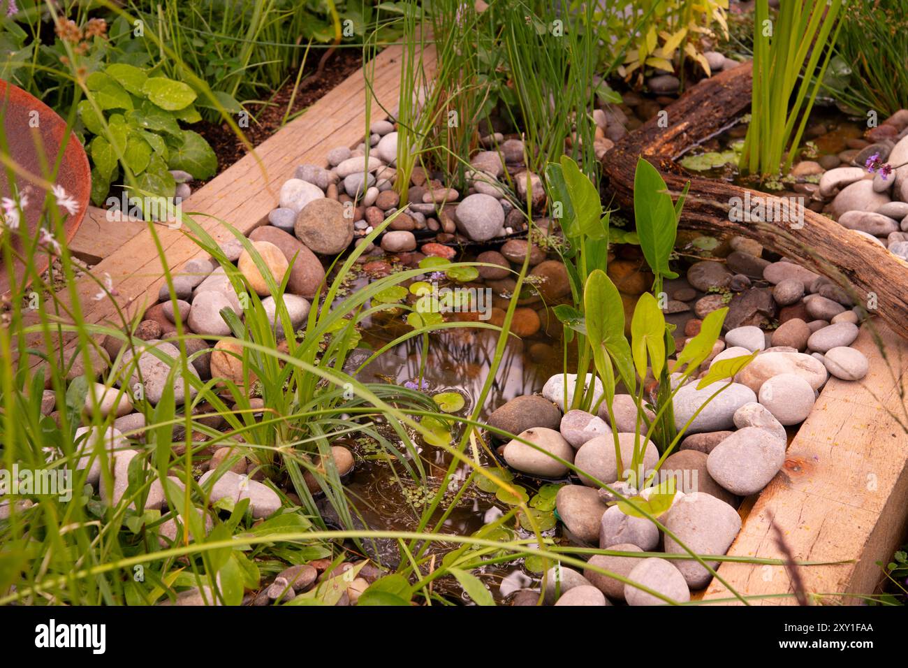 Marginal plants growing through stones in a raised pond in the Four ...