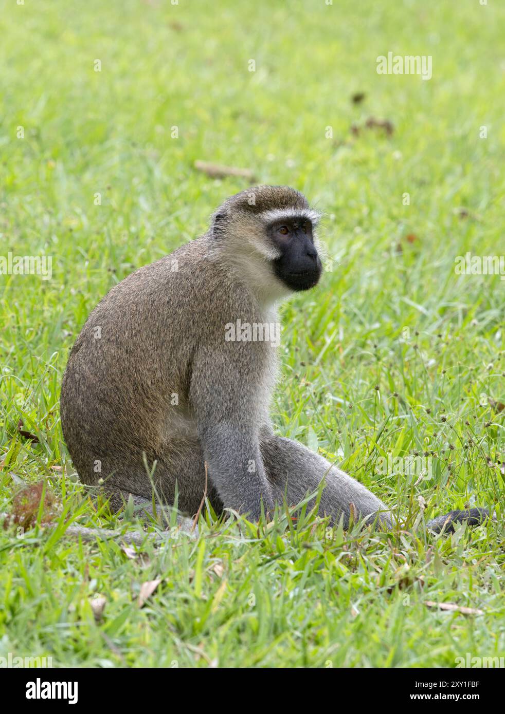 Green vervet monkey (Chlorocebus sabaeus) sitting on grass, Entebbe ...