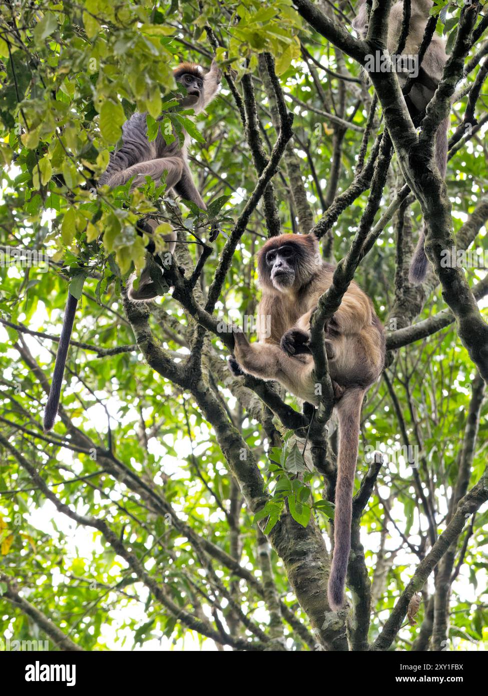 Eastern Red Colobus (Procolobus rufomitratus) pair in tree, Bigodi ...