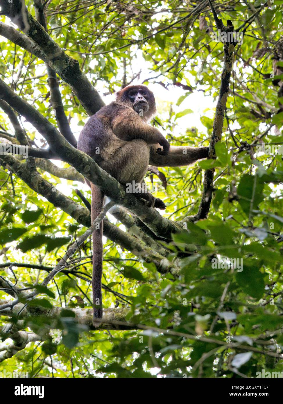 Eastern Red Colobus (Procolobus rufomitratus) male in tree, Bigodi ...