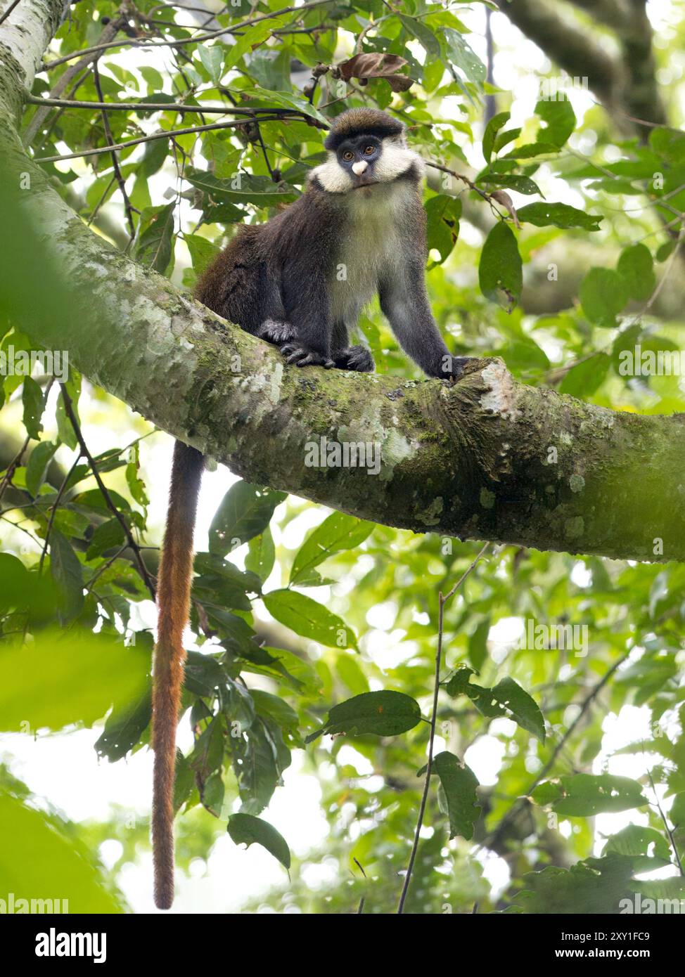 Red Tailed Monkey (Cercopithecus ascanius) in tree canopy, Bigodi ...