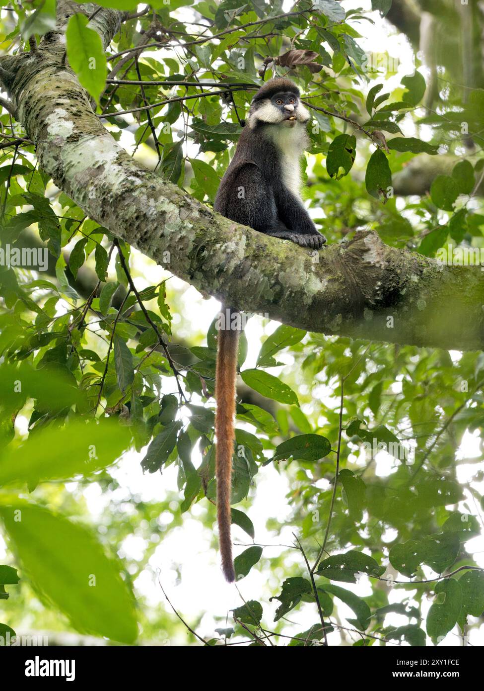 Red Tailed Monkey (Cercopithecus ascanius) in tree canopy, Bigodi ...