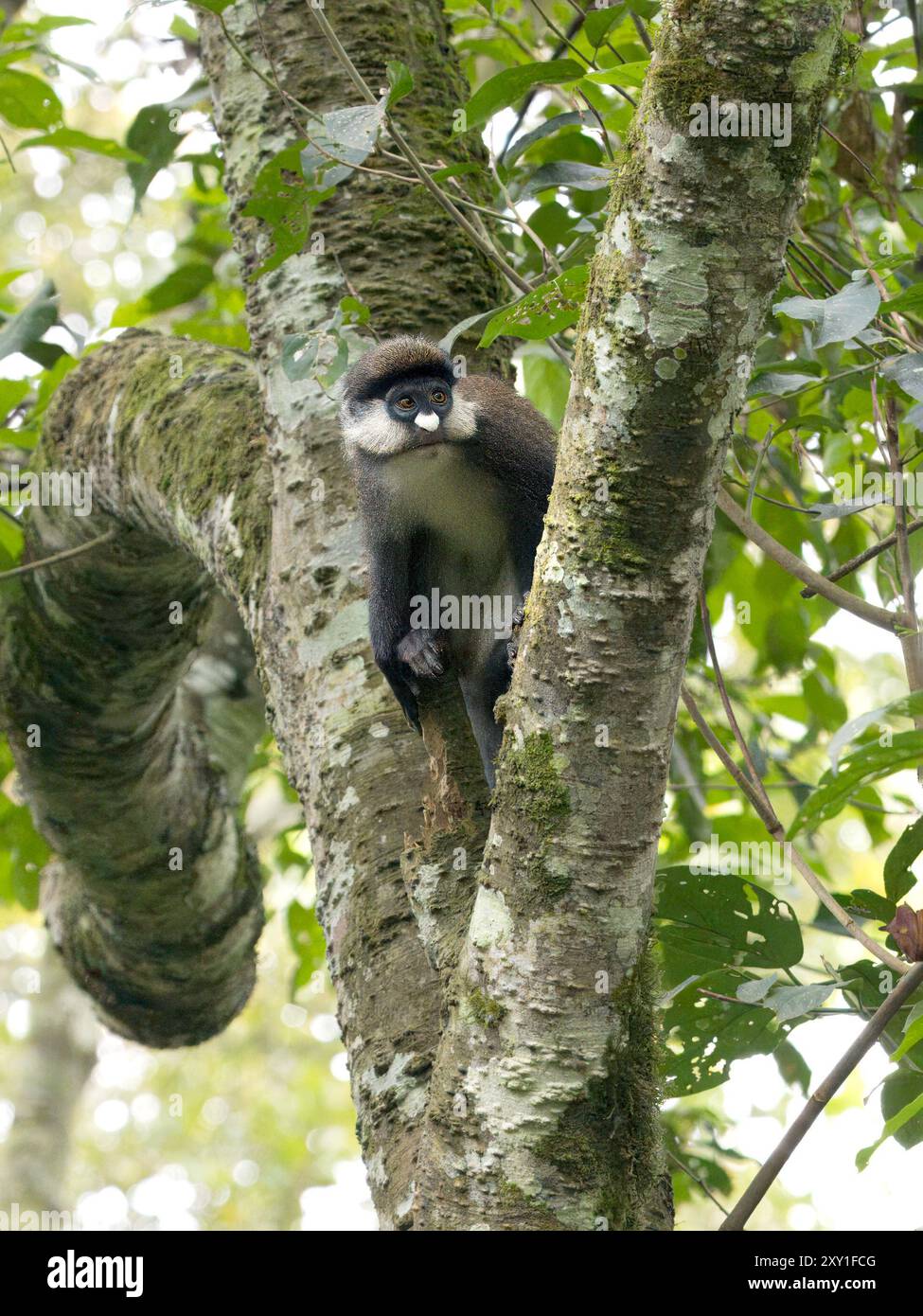 Red Tailed Monkey (Cercopithecus ascanius) in tree canopy, Bigodi ...