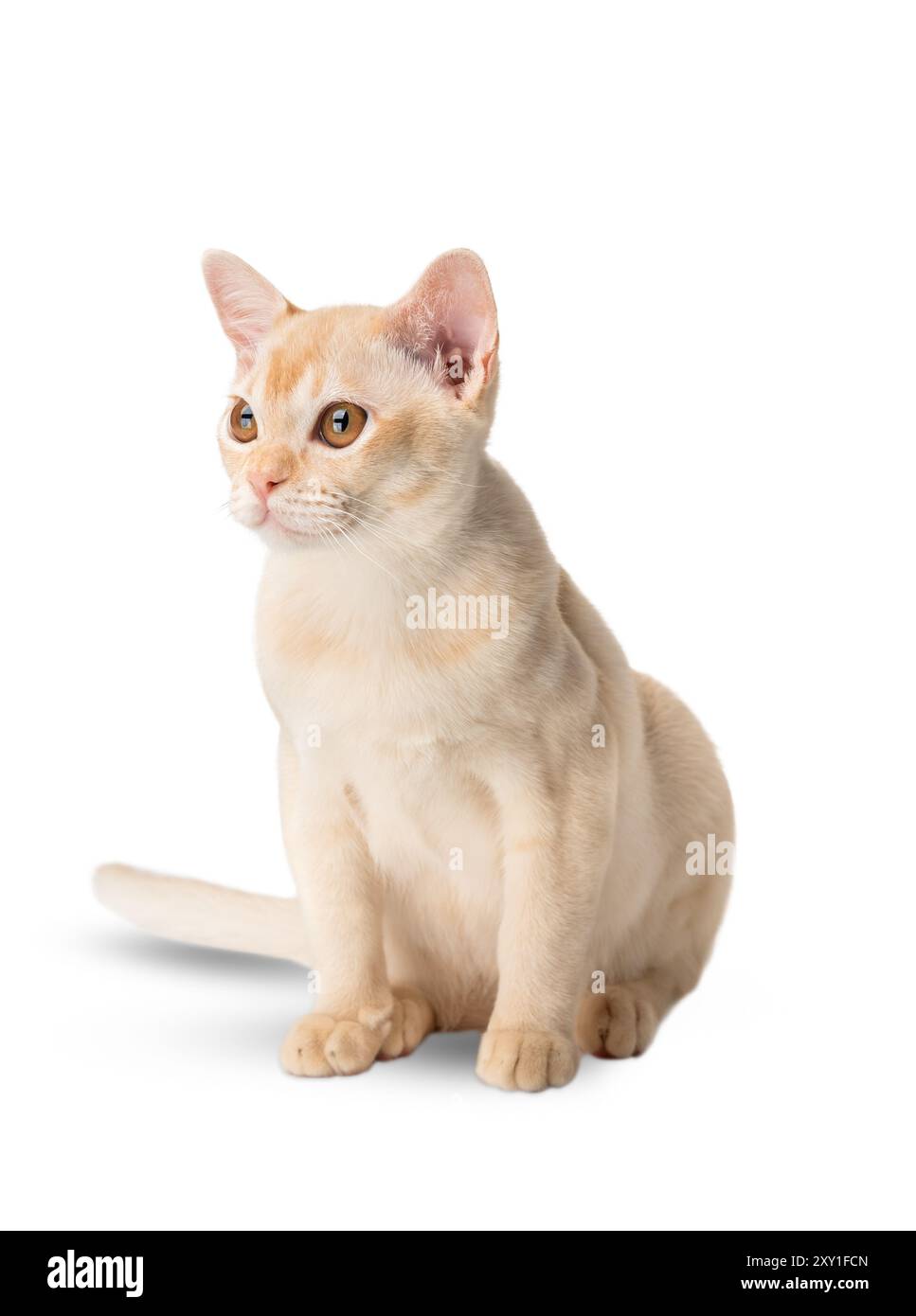Cute red burmese kitten on white background. Small kitten isolated ...