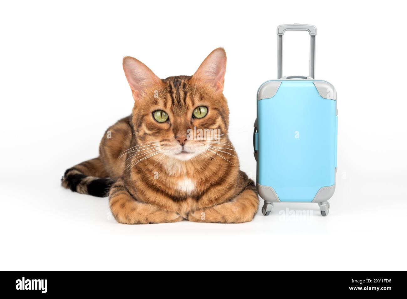 Ginger cat with suitcase going on vacation. Bengal cat with blue bag on white background Stock ...