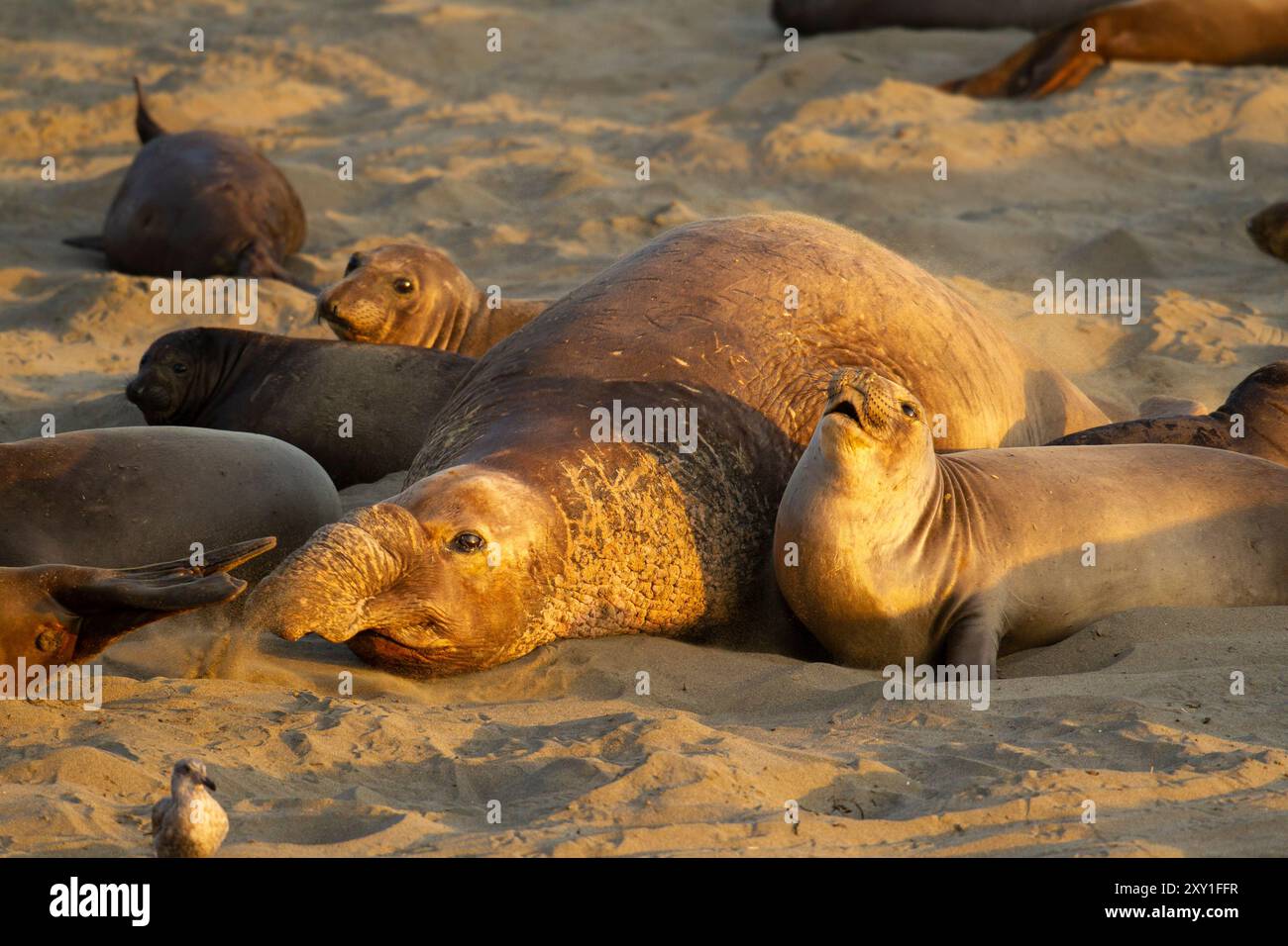 Northern elephant seal (Mirounga angustirostris). Also known as sea ...