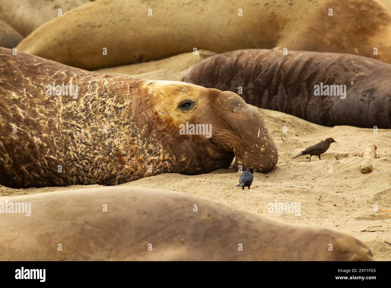 Northern elephant seal (Mirounga angustirostris). Also known as sea ...