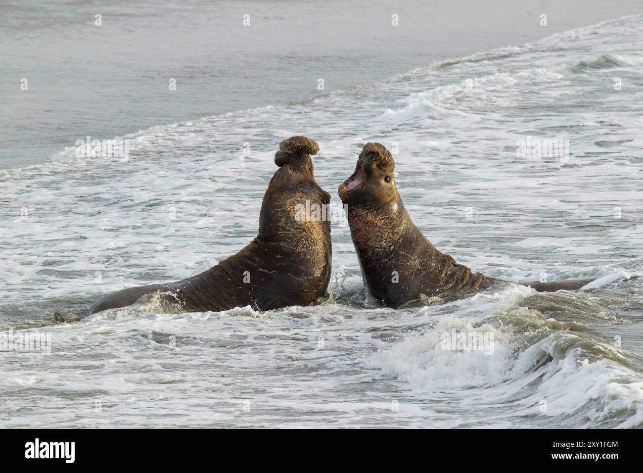 Northern elephant seal (Mirounga angustirostris). Also known as sea ...